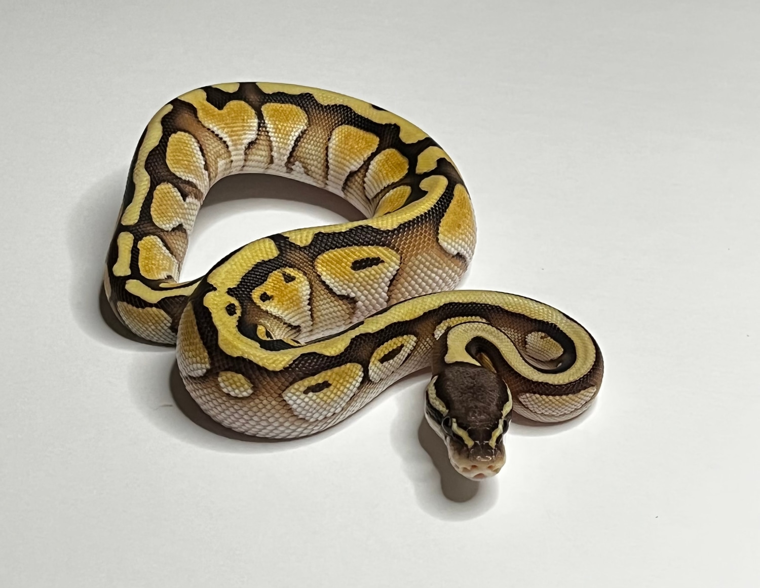 Lesser Ball Python by Southern Bell Exotics - MorphMarket