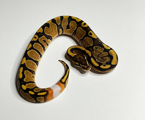 Fire Het Axanthic VPI Ball Python by Southern Bell Exotics