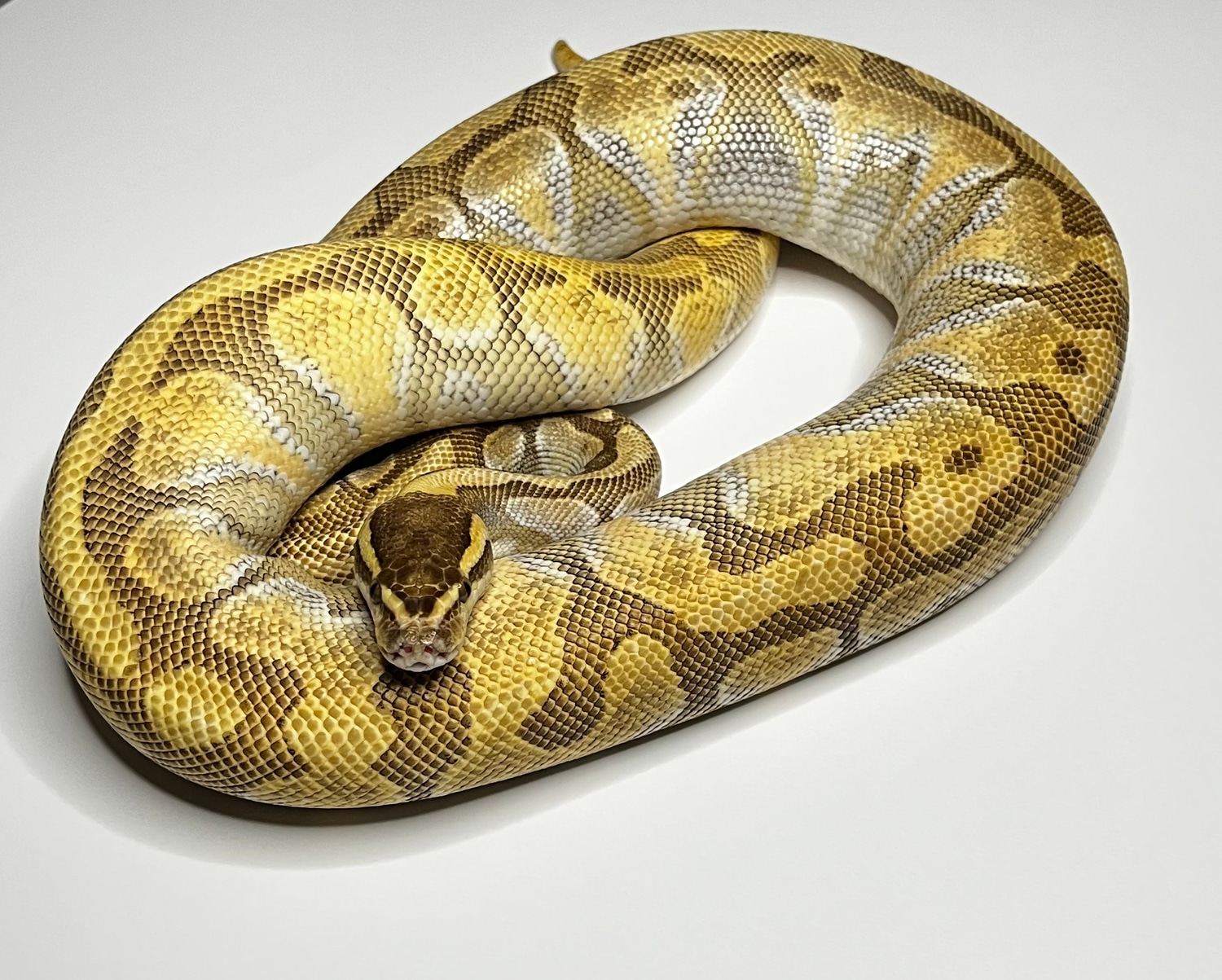Enchi Butter Ball Python by Southern Bell Exotics - MorphMarket