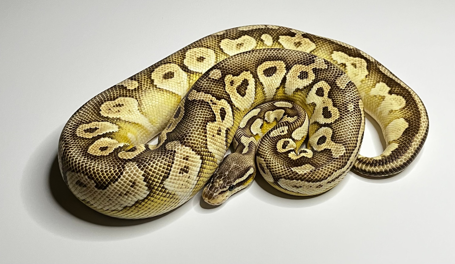 Pastel Butter Ball Python by Southern Bell Exotics - MorphMarket