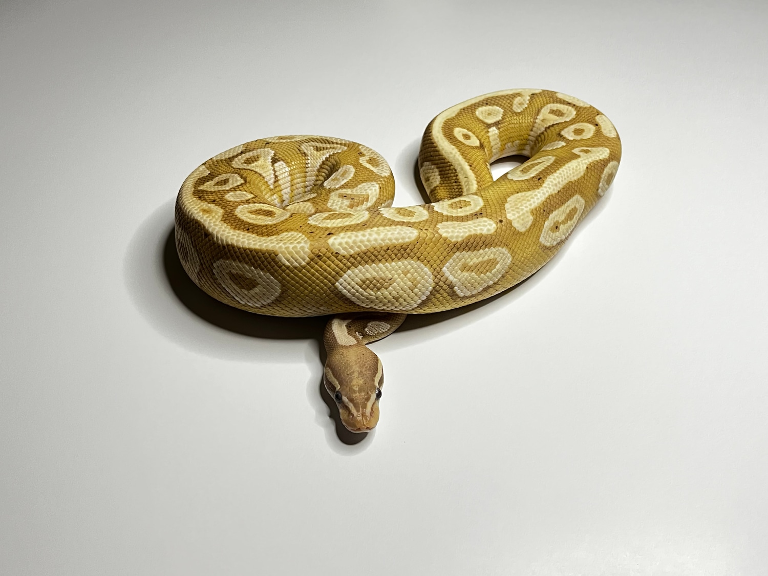 Banana Pastave Ball Python by Southern Bell Exotics - MorphMarket