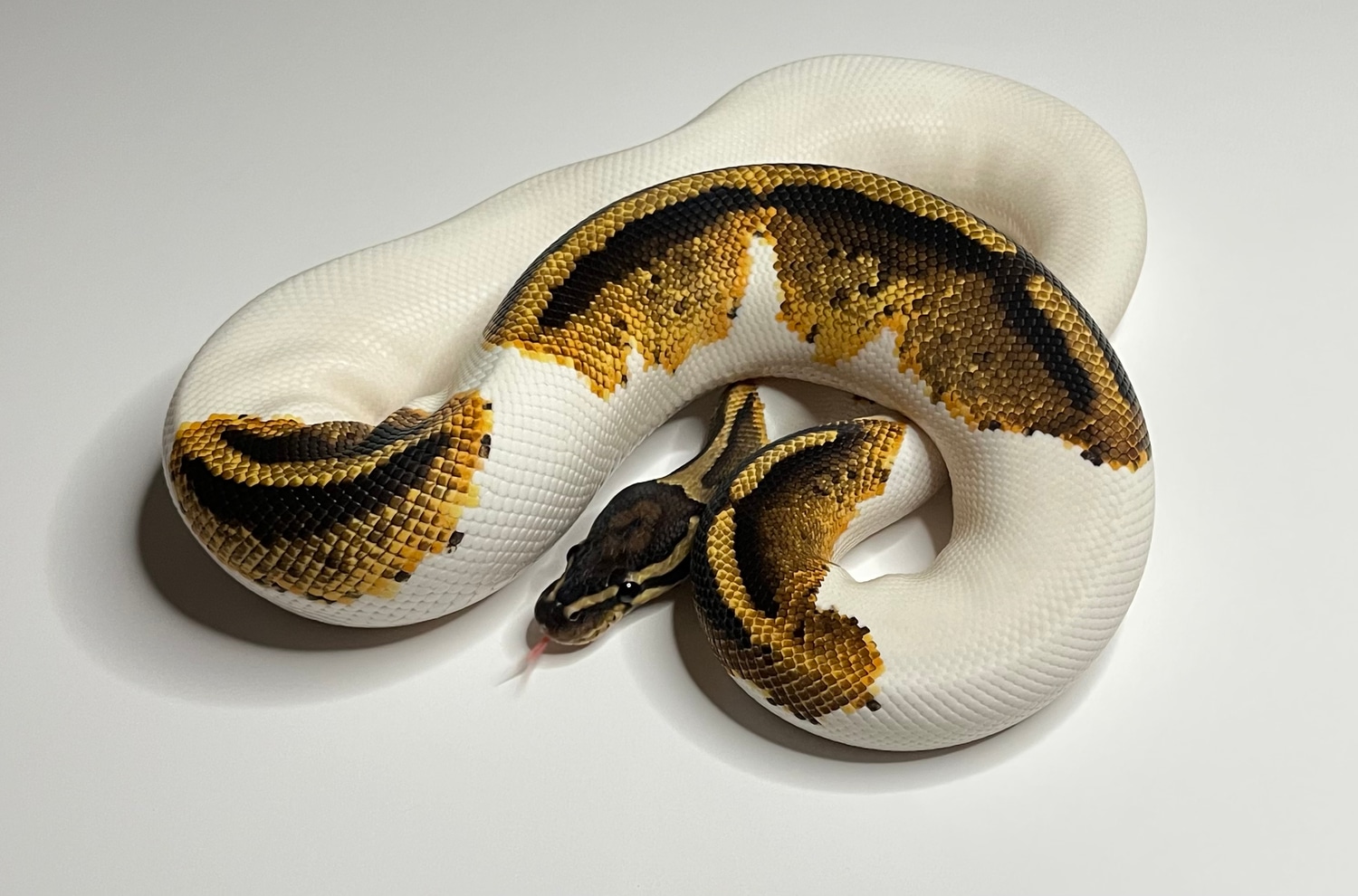 Pied Ball Python by Southern Bell Exotics - MorphMarket