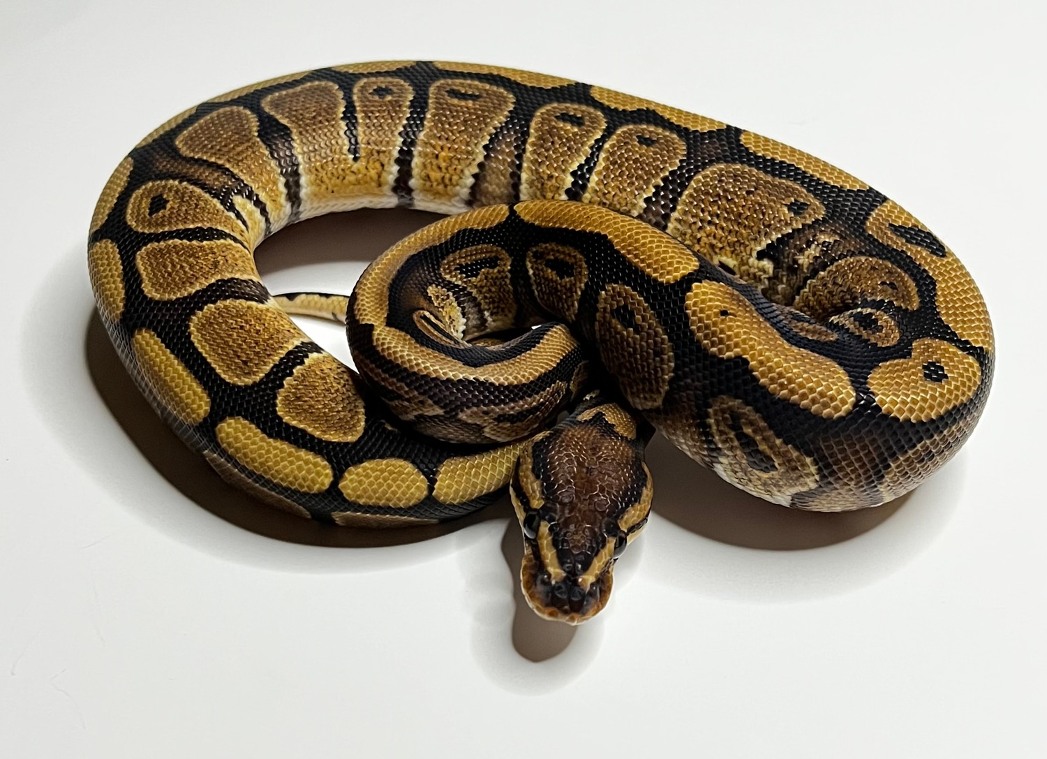 FREE SHIPPING Red Stripe Ball Python by Southern Bell Exotics - MorphMarket