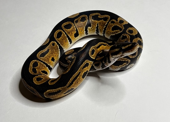 Yellow Belly Bongo Ball Python by Southern Bell Exotics