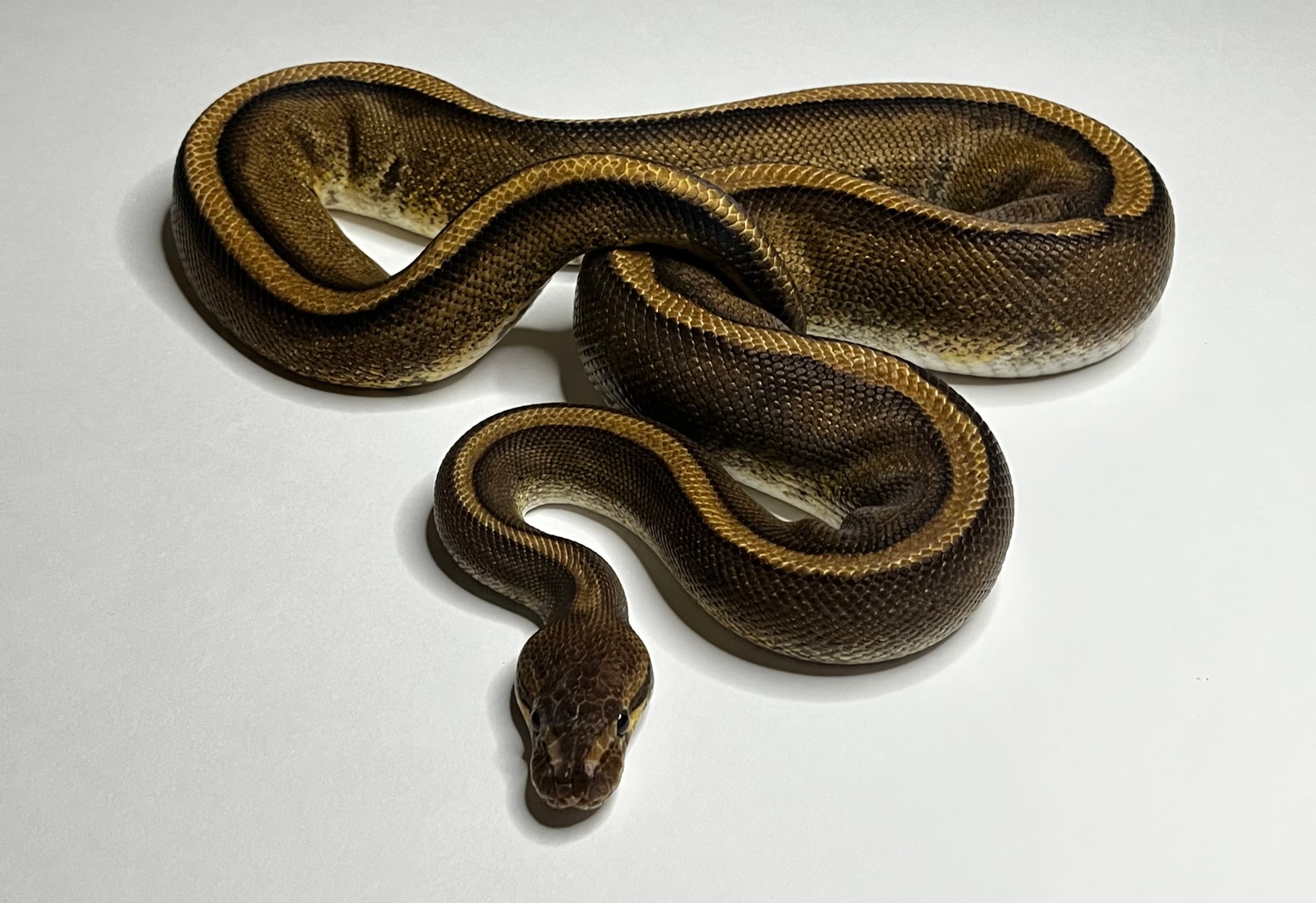 G-Stripe Ball Python by Southern Bell Exotics - MorphMarket