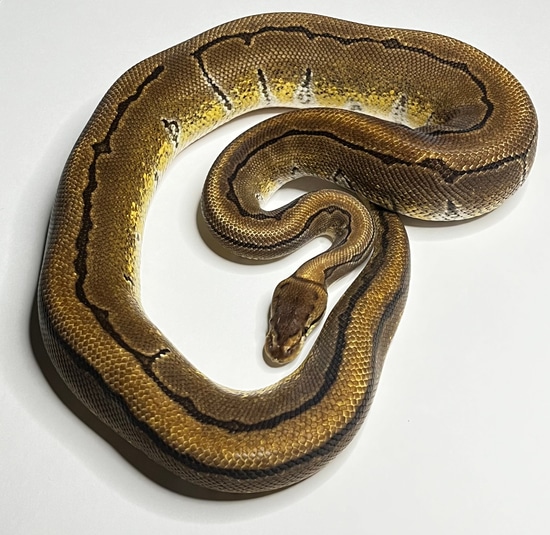 Enchi Pinstripe Ball Python by Southern Bell Exotics
