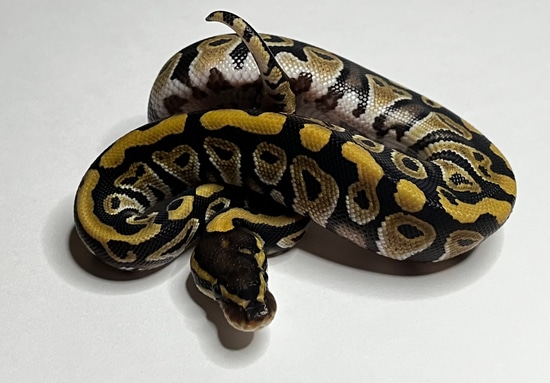 Mojave/Mystic Ball Python by Southern Bell Exotics