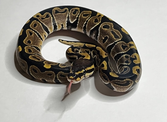 Normal Ball Python by Southern Bell Exotics