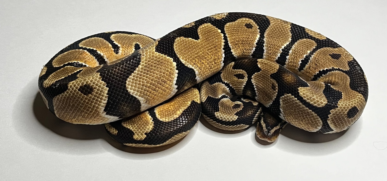 Orange Dream Ball Python By Southern Bell Exotics Morphmarket