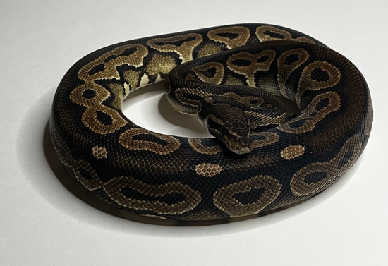 Cinnamon Ball Python by Southern Bell Exotics