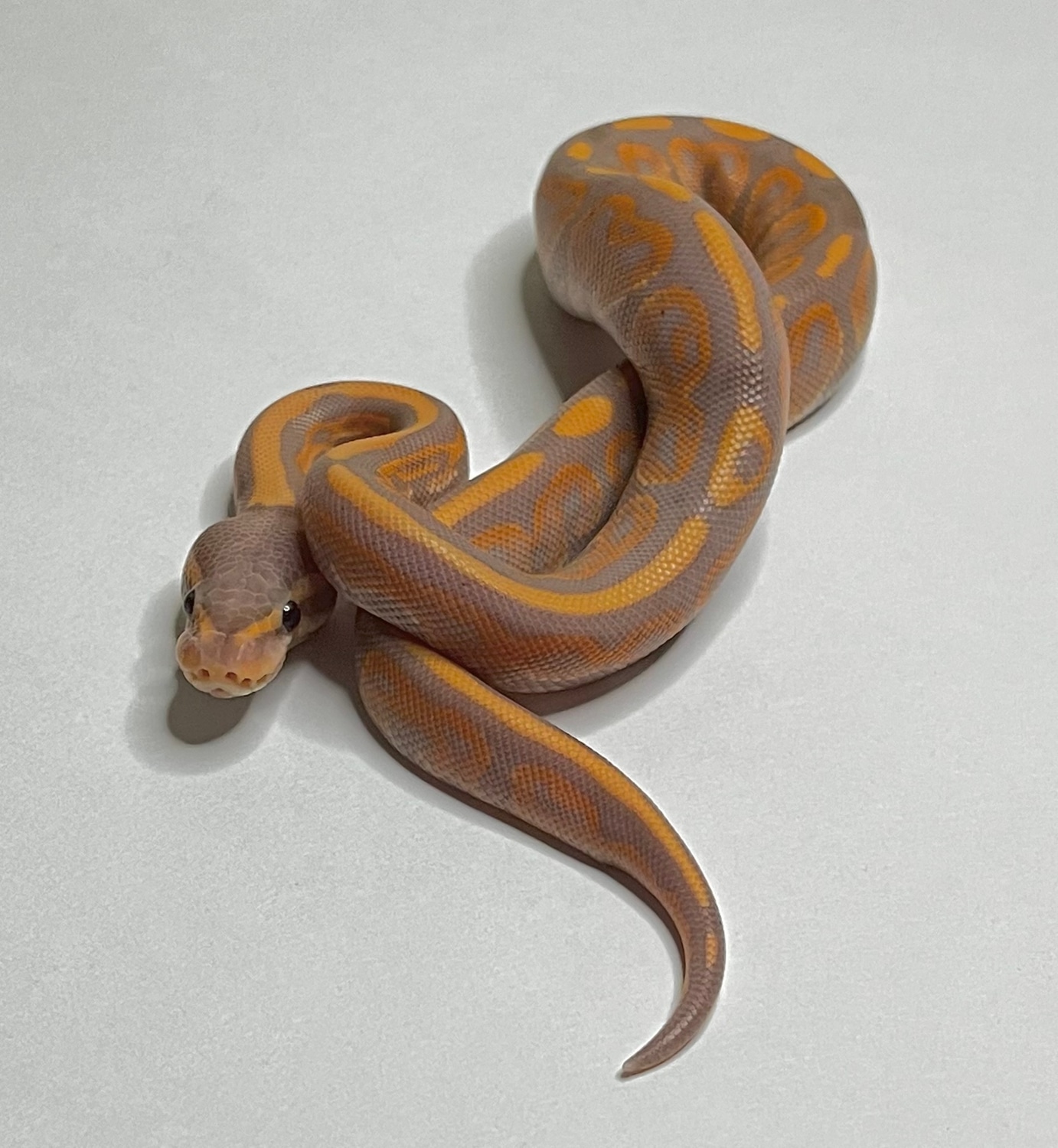 2022 Black Pastel Banana Ball Python by Southern Bell Exotics - MorphMarket