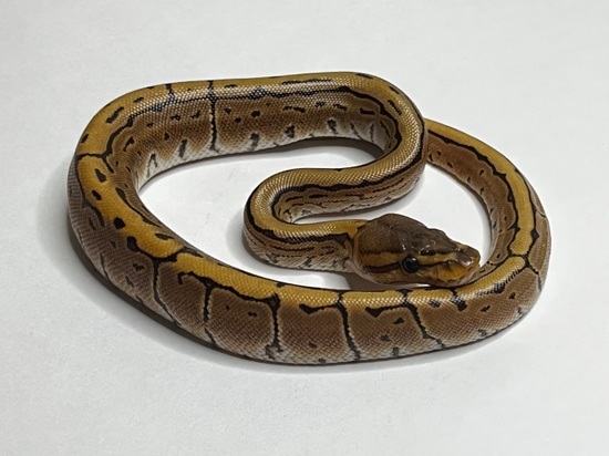 Pinstripe Ball Python by Southern Bell Exotics