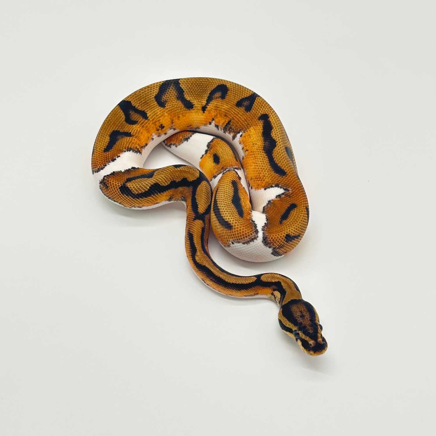 Orange Dream Pied Pos Het Hypo Ball Python by Southern Bell Exotics ...