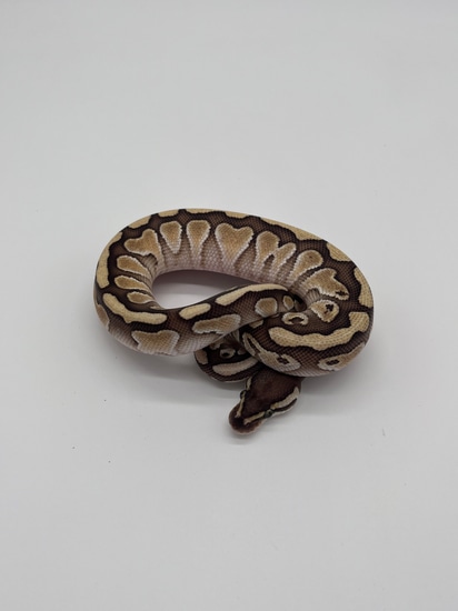 Lesser 100% Het Clown Ball Python by Southern Bell Exotics
