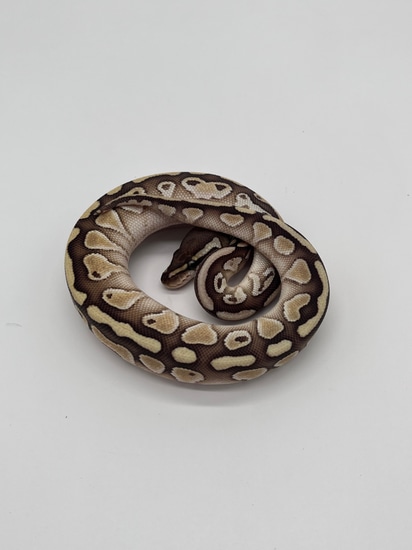 Lesser 100% Het Clown Ball Python by Southern Bell Exotics