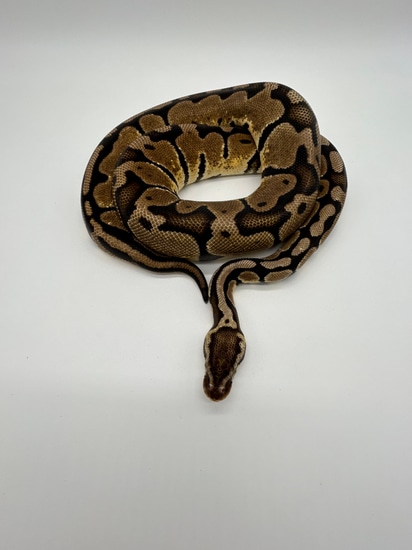 FREE Shipping Pastel Ball Python by Southern Bell Exotics