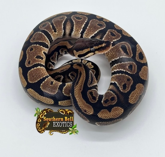 Normal Ball Python by Southern Bell Exotics