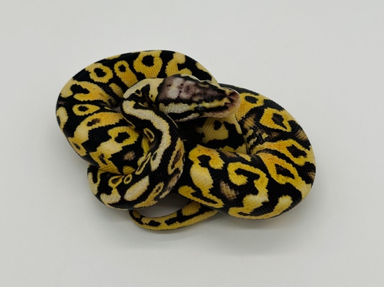 Super Pastel Spotnose Pos Yellow Belly Pos Het Hypo Ball Python by ...