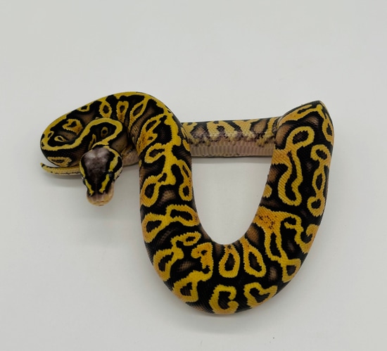 Super Pastel Yellow Belly Pos Het Hypo Ball Python by Southern Bell Exotics