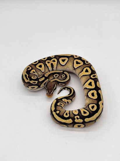 Pastel Lesser Ball Python by Southern Bell Exotics