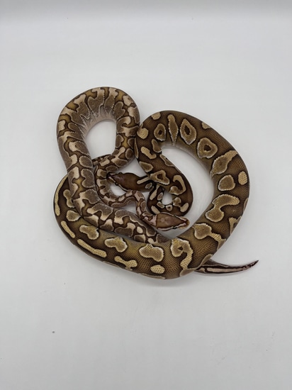 NO RESERVE Scaleless Head Butter / Bamboo Ball Python by Southern Bell Exotics