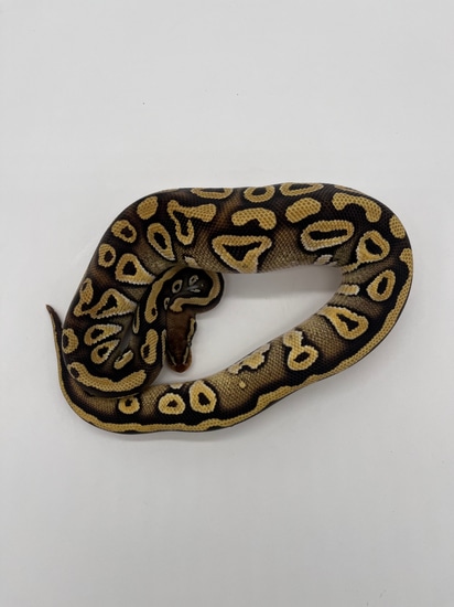 Pastave Ball Python by Southern Bell Exotics
