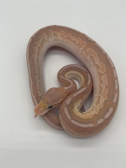 Banana Cinnamon Lesser Ball Python by Southern Bell Exotics