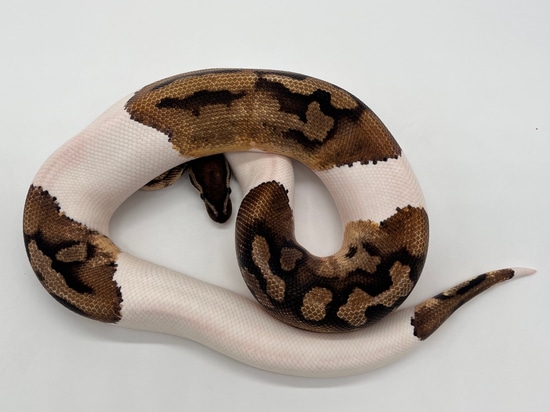 BOGO 1/2 OFF Until August 31st OD Pied Ball Python by Southern Bell Exotics