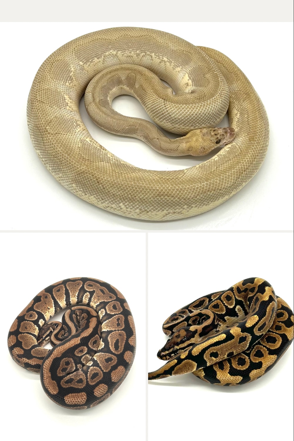 Southern Bell Exotics's Collection - MorphMarket