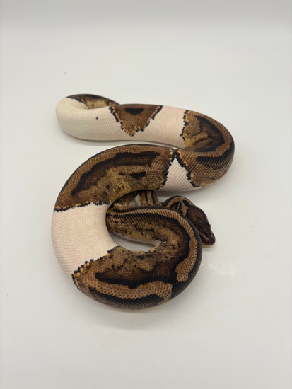 Pastel Genex Pied Ball Python by Southern Bell Exotics