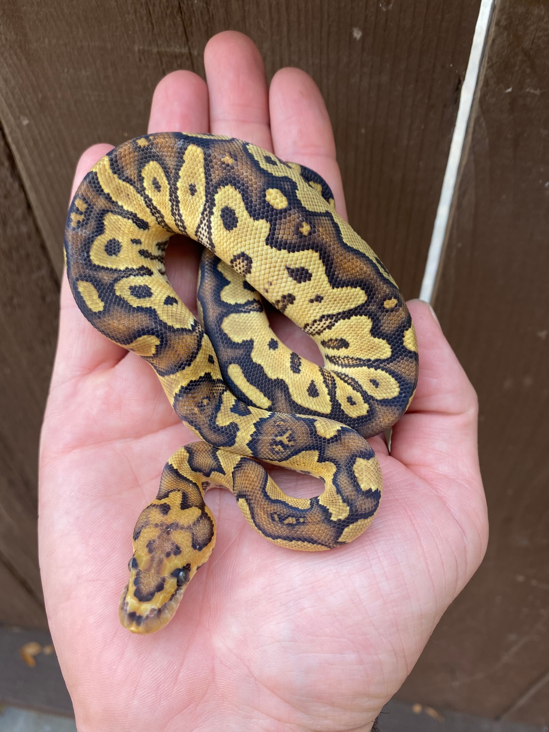 Fire Clown Ball Python by The Trap Exotics - MorphMarket