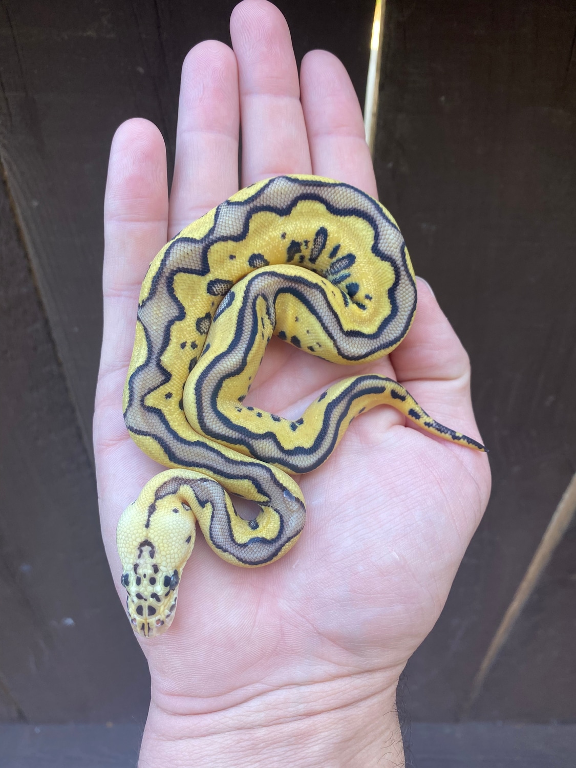 Firefly Leopard Blade Clown Ball Python by The Trap Exotics - MorphMarket