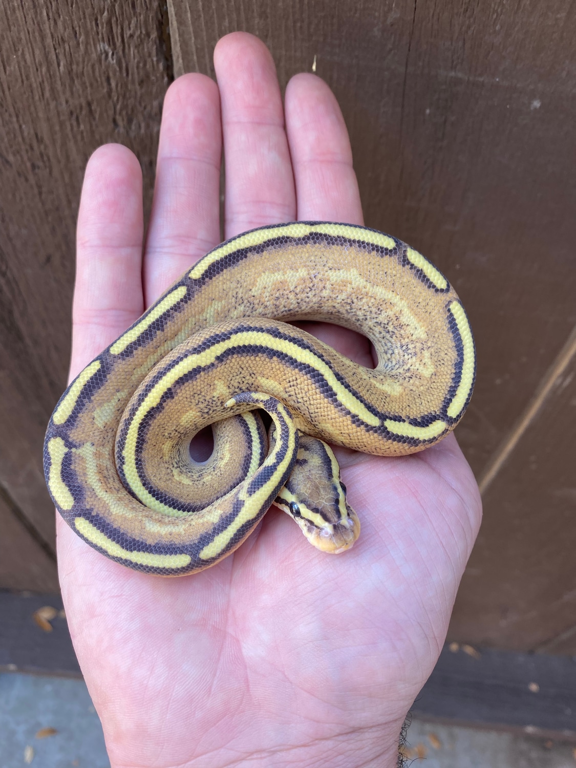 Grenade Gravel Ball Python by The Trap Exotics - MorphMarket