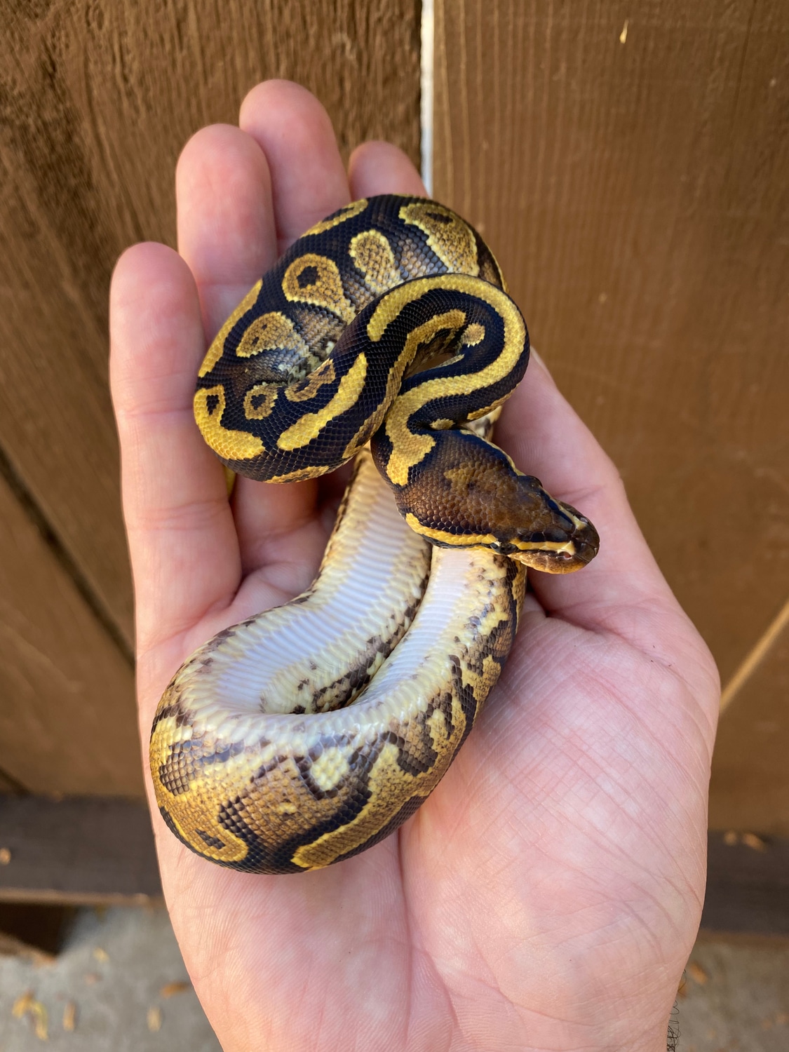 Fire Gravel Ball Python by The Trap Exotics - MorphMarket