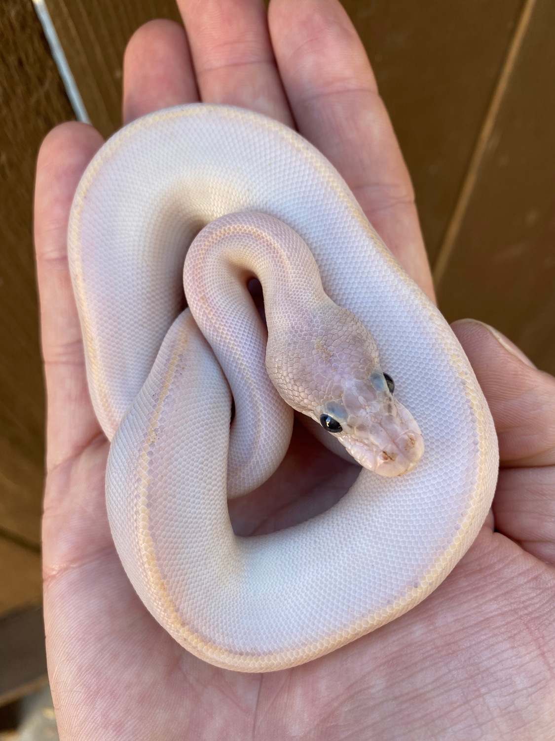 Ivory Fire Cinnamon Ball Python by The Trap Exotics - MorphMarket