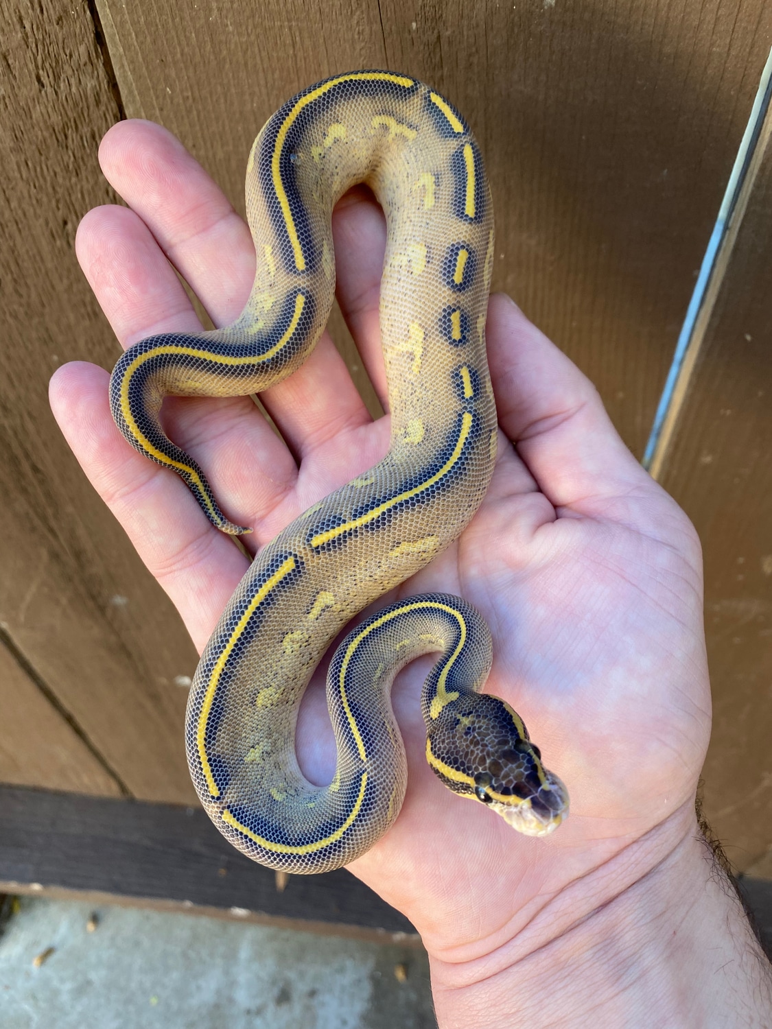 Highway Cinnamon Ball Python by The Trap Exotics - MorphMarket