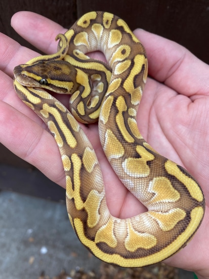 Enchi Lesser Het Clown Ball Python by The Trap Exotics