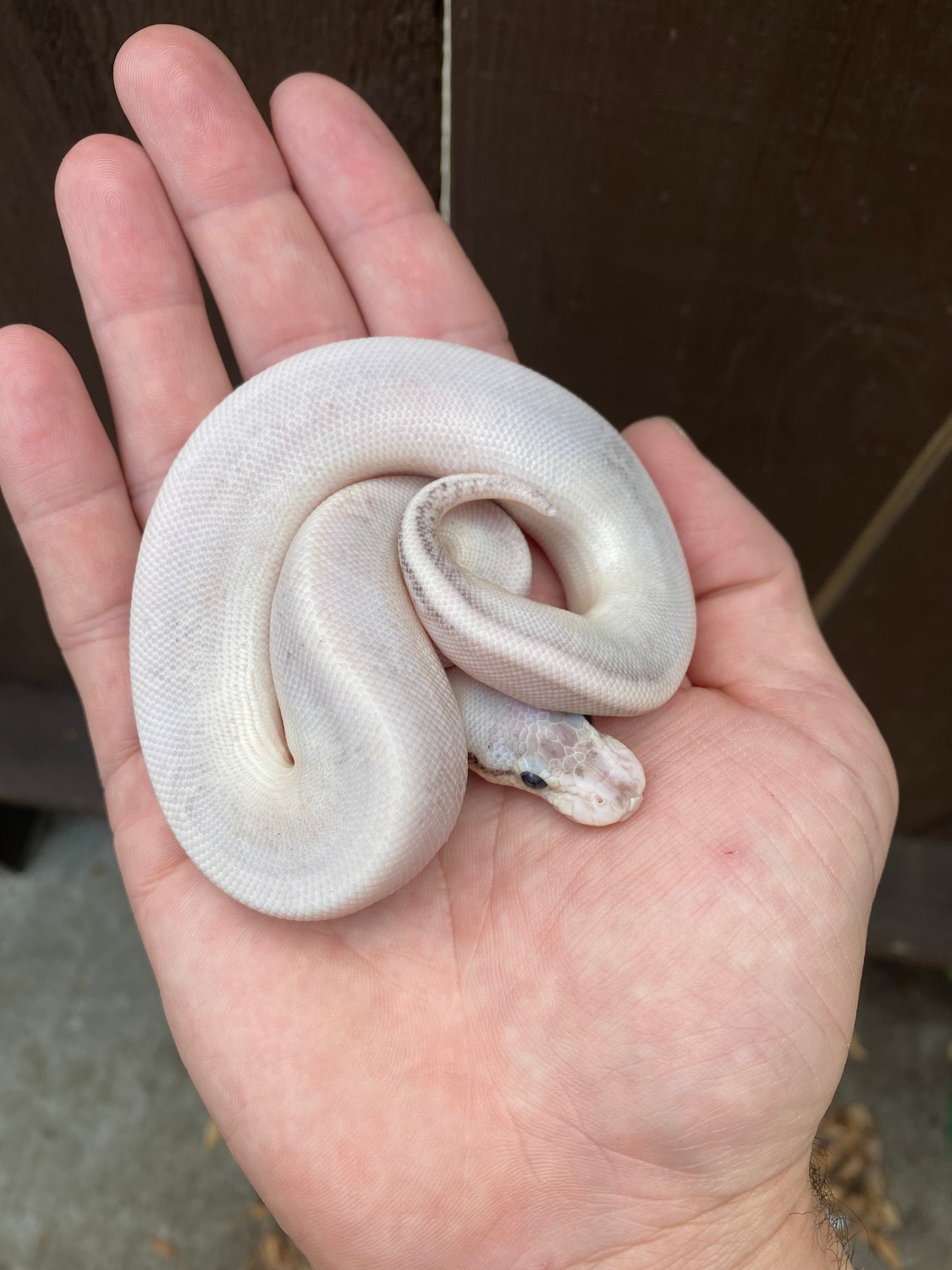 Pewter Fire Highway Ball Python by The Trap Exotics - MorphMarket