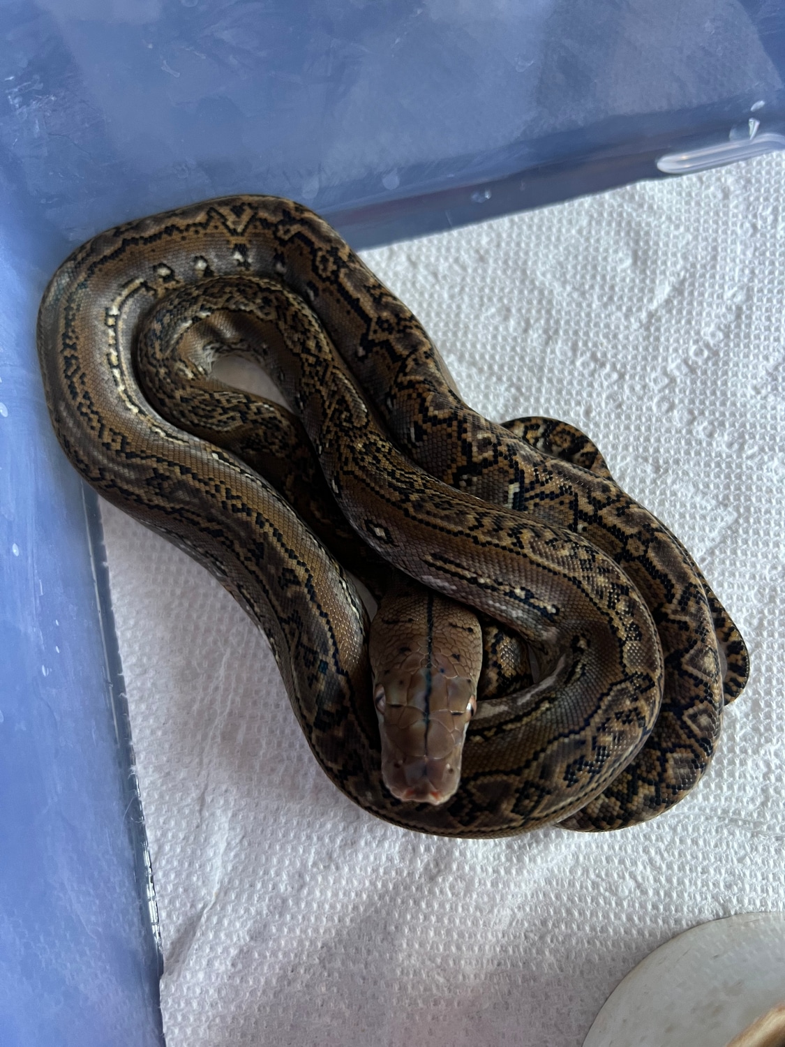Marble Anery Super Dwarf Kalatoa Reticulated Python by The Trap Exotics ...