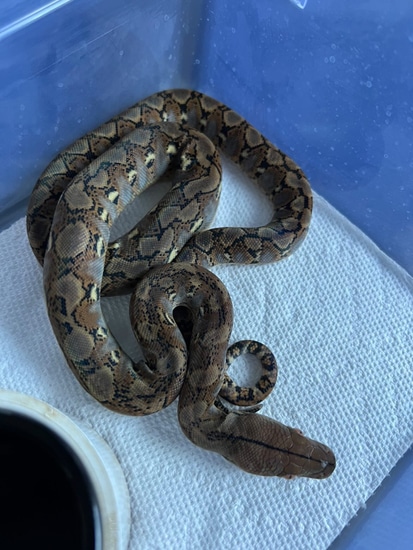 Normal Het Anery Super Dwarf Kalatoa Reticulated Python by Exotics ...