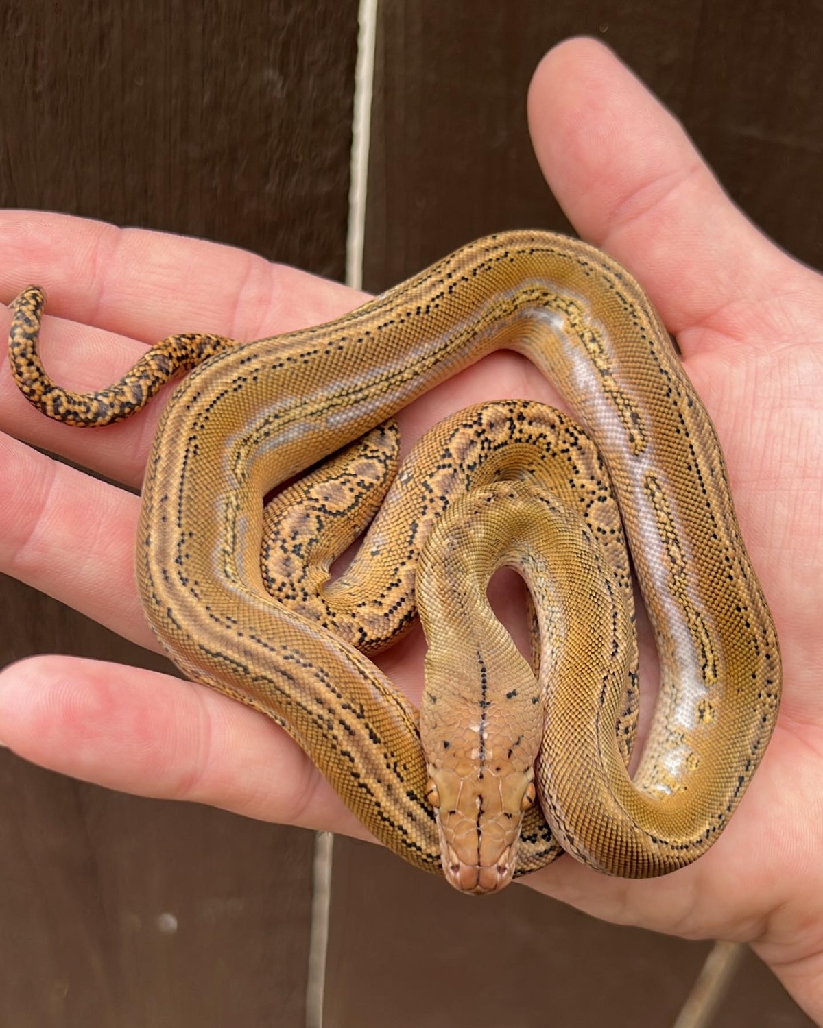 Platinum Marble Het Anery Super Dwarf Kalatoa Reticulated Python by The ...