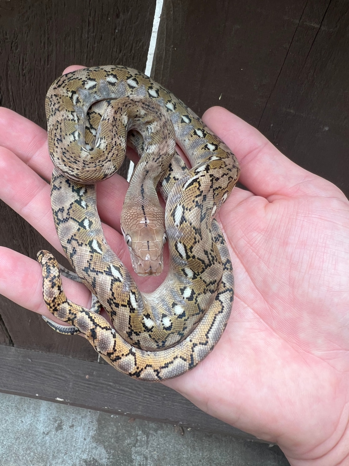 Platinum Anery Super Dwarf Kalatoa Reticulated Python by Exotics Cartal ...
