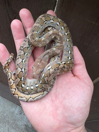 Platinum Anery Super Dwarf Kalatoa Reticulated Python by The Trap Exotics