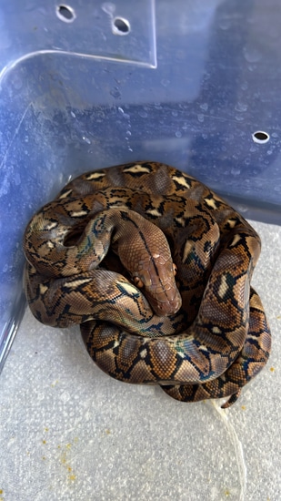 Super Dwarf Kalatoa Het Anery Reticulated Python by The Trap Exotics