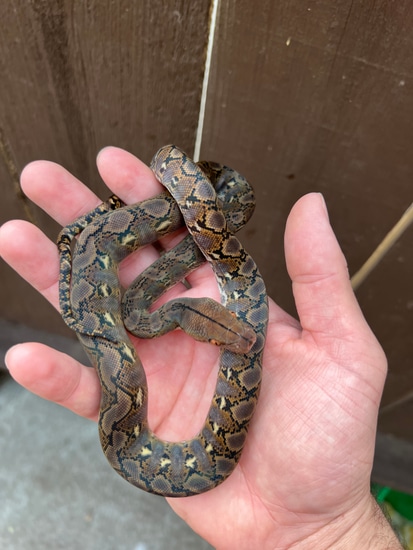 Super Dwarf Kalatoa Het Anery Reticulated Python by The Trap Exotics