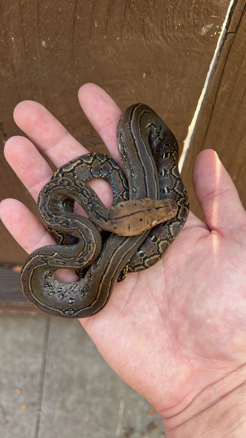 Marble Het Anery Super Dwarf Kalatoa Reticulated Python by The Trap ...