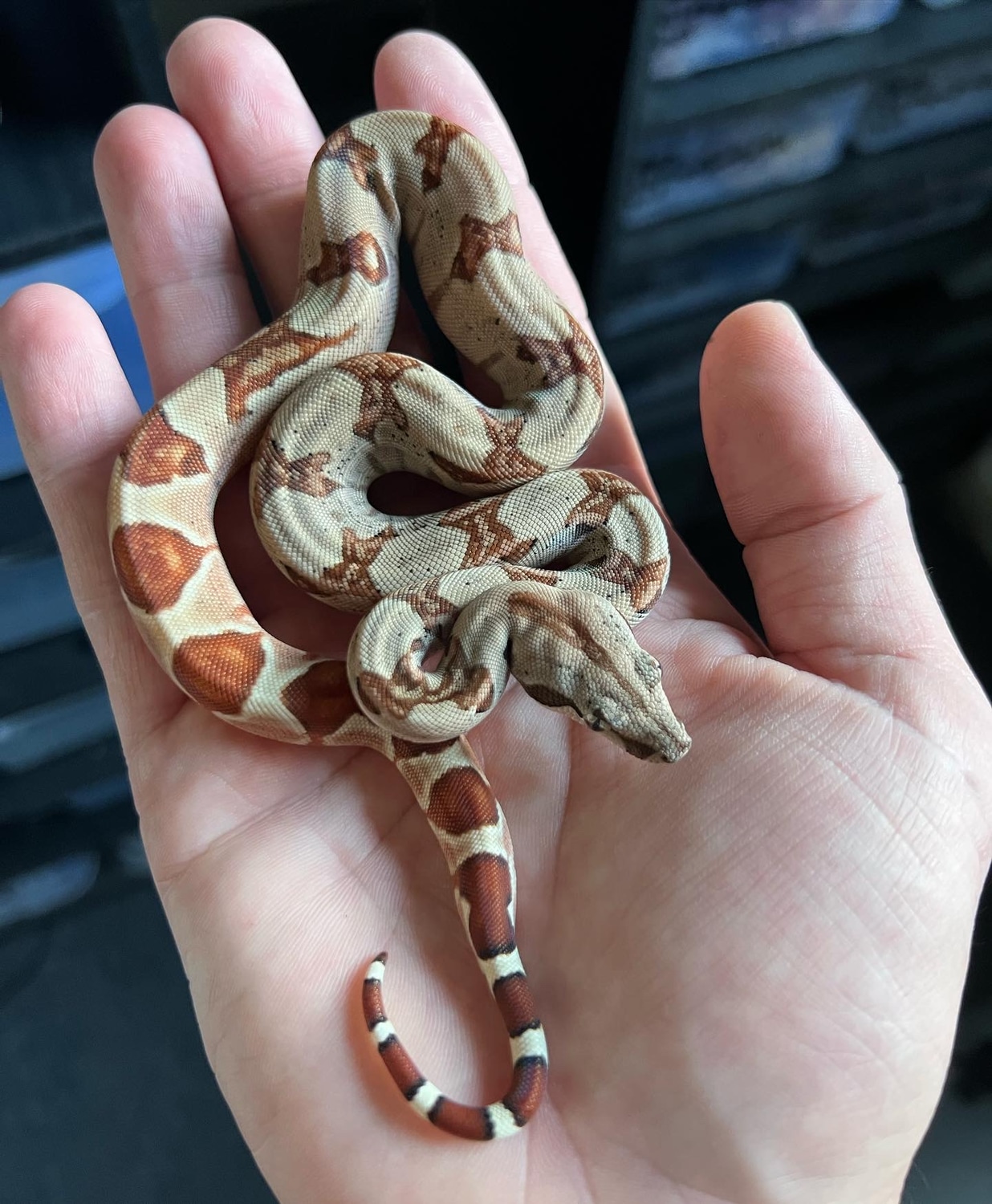 Jungle Hypo Het Blood Het T+ Albino Het Sharp Albino Boa Constrictor by ...
