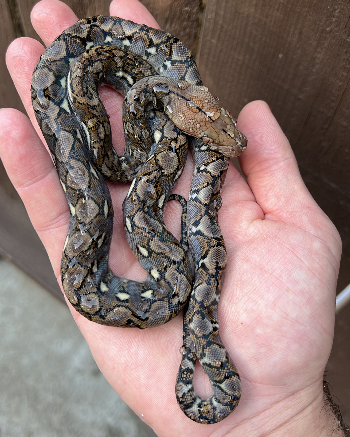 Normal Het Anery 50% Super Dwarf Kalatoa Reticulated Python by The Trap ...