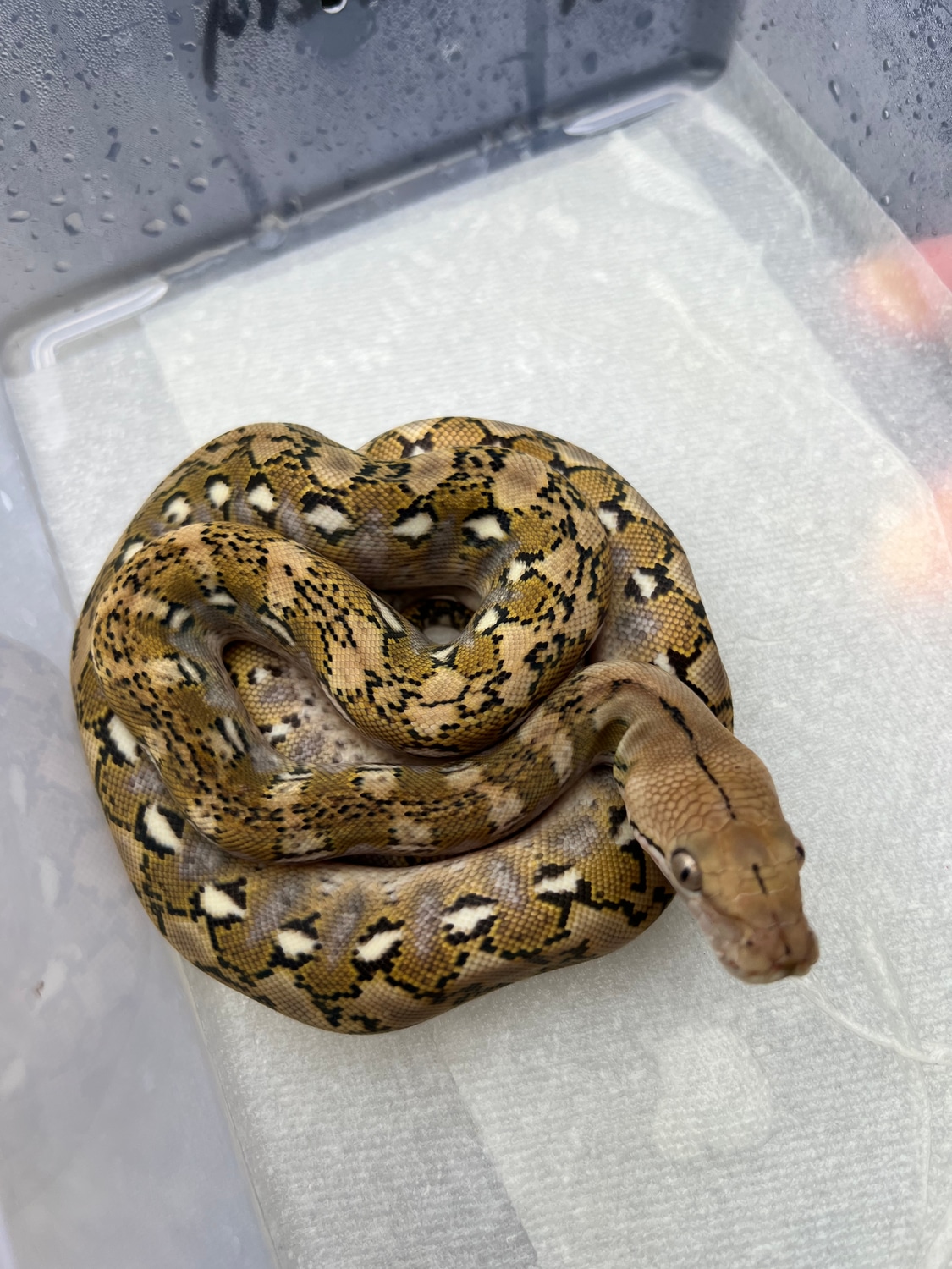 Platinum Anery Super Dwarf Kalatoa Reticulated Python by The Trap ...