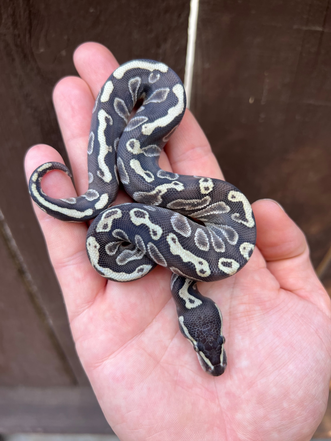 GHI Mojave 100% Het Hypo Ball Python by Exotics Cartal Inc. - MorphMarket